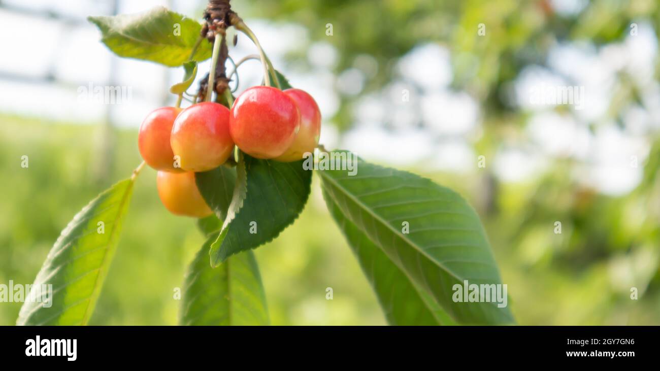 Ripe red and sweet cherry berries hanging from a tree branch before ...
