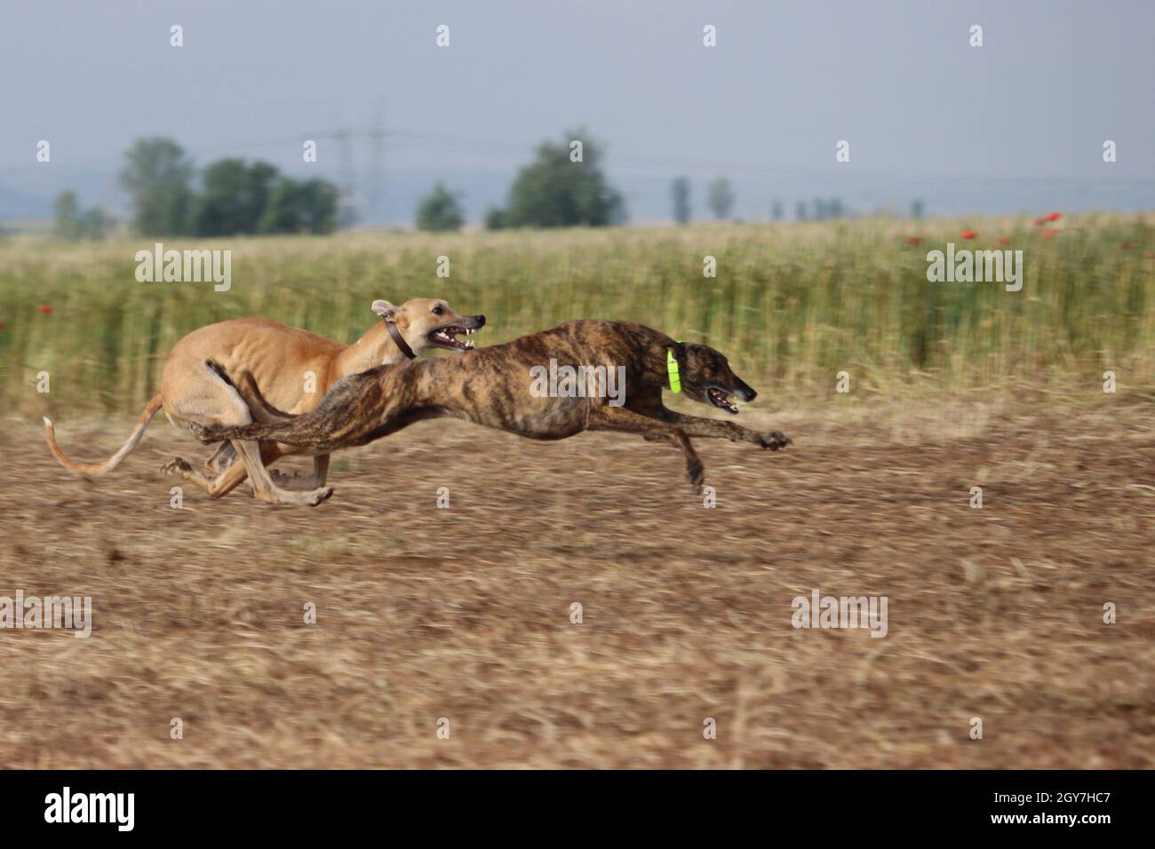 Spanish greyhound dog race hare hunting speed delivers passion Stock ...