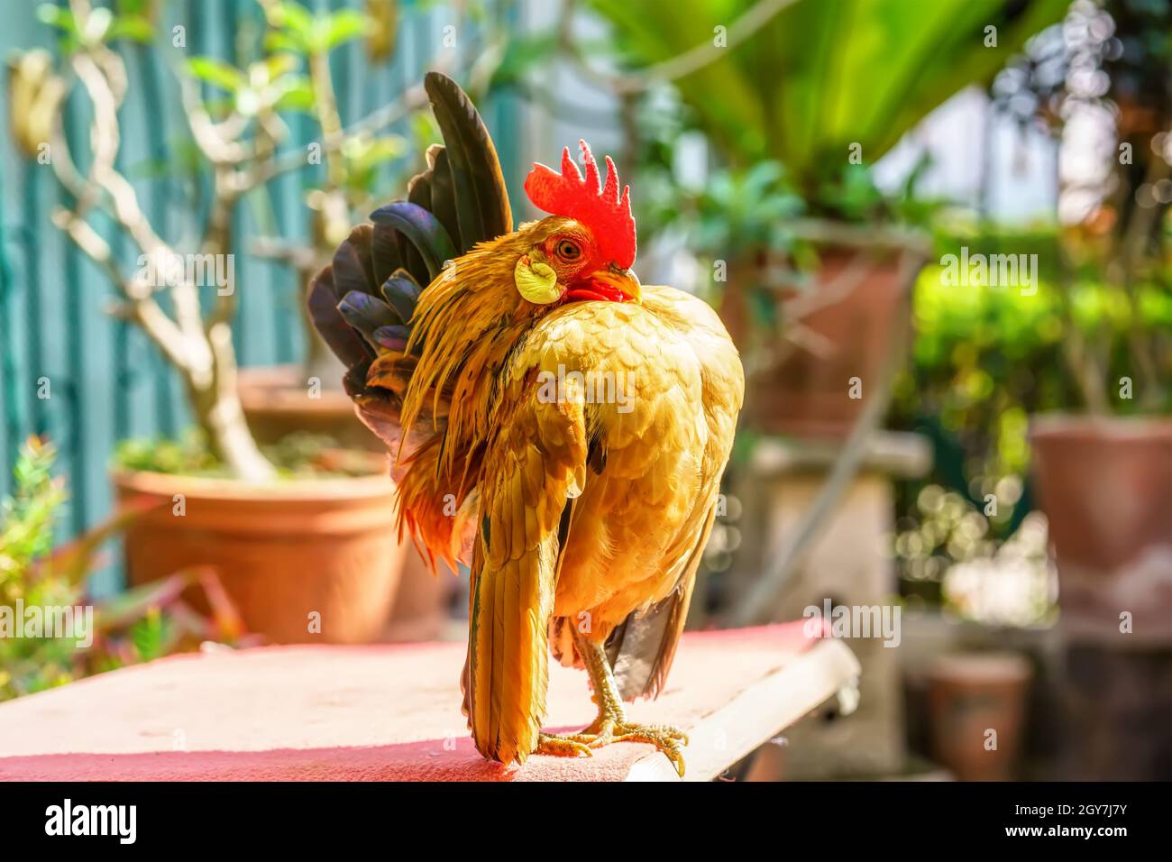 The serama or the malaysian serama are poses in the garden Stock Photo ...