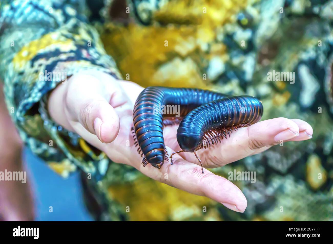 Giant Millipede Pet