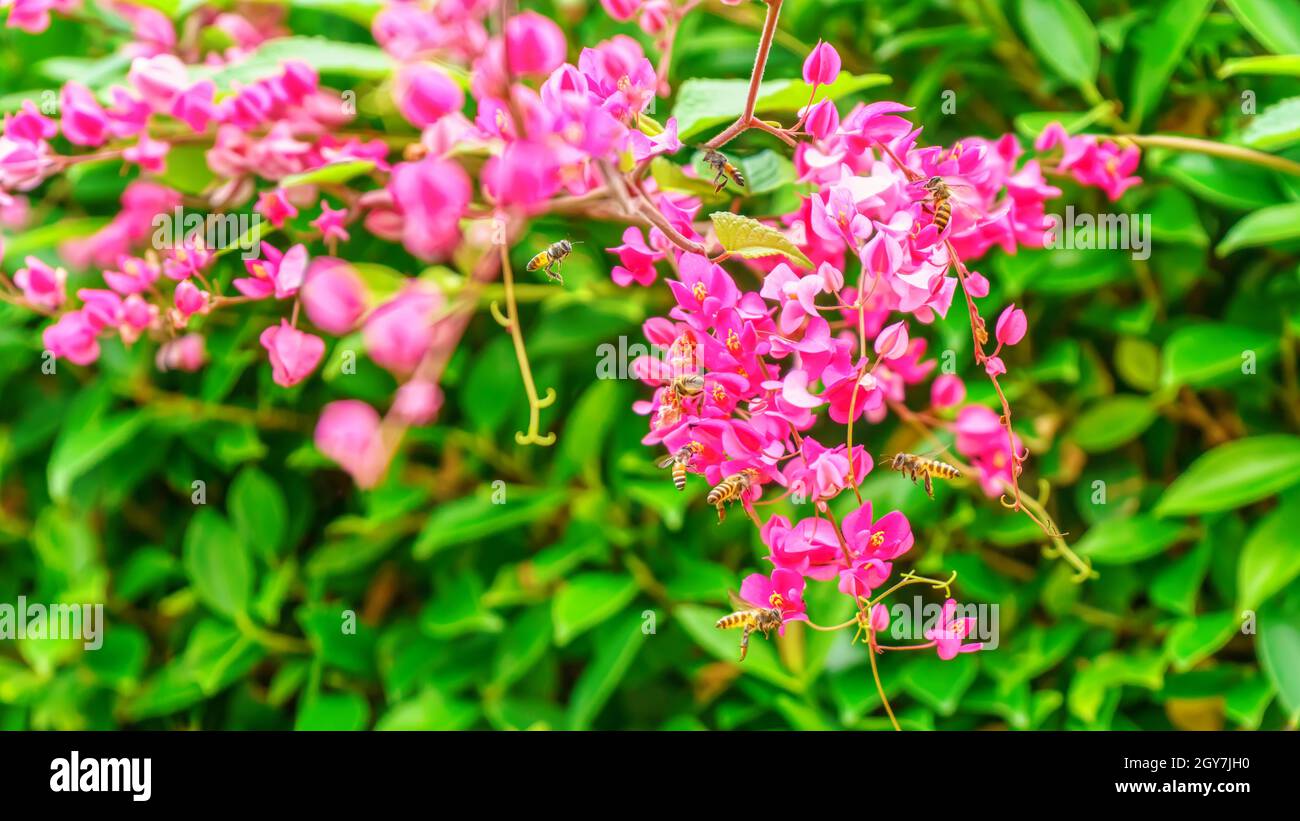 Bees are flying, eat pollen from a antigonon leptopus hook Stock Photo ...
