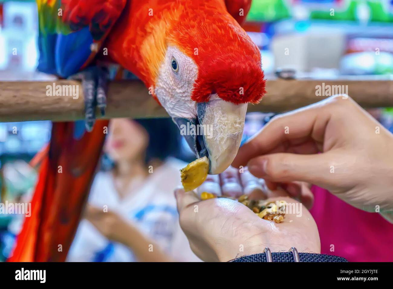Macaw eating food in hand. Bird is a popular pet in Thailand Stock ...