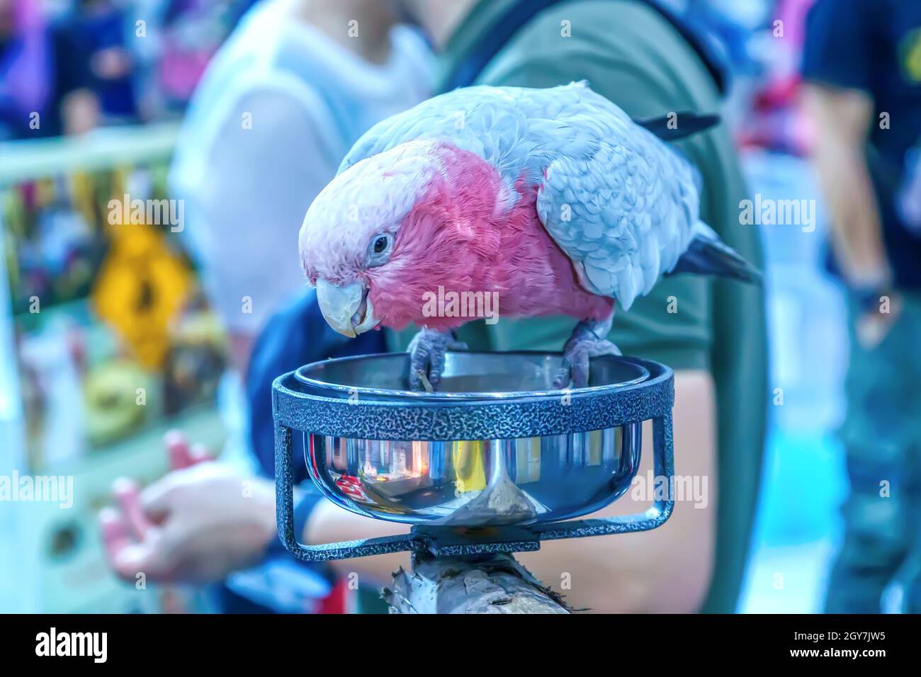 Parrots of thailand hi-res stock photography and images - Alamy