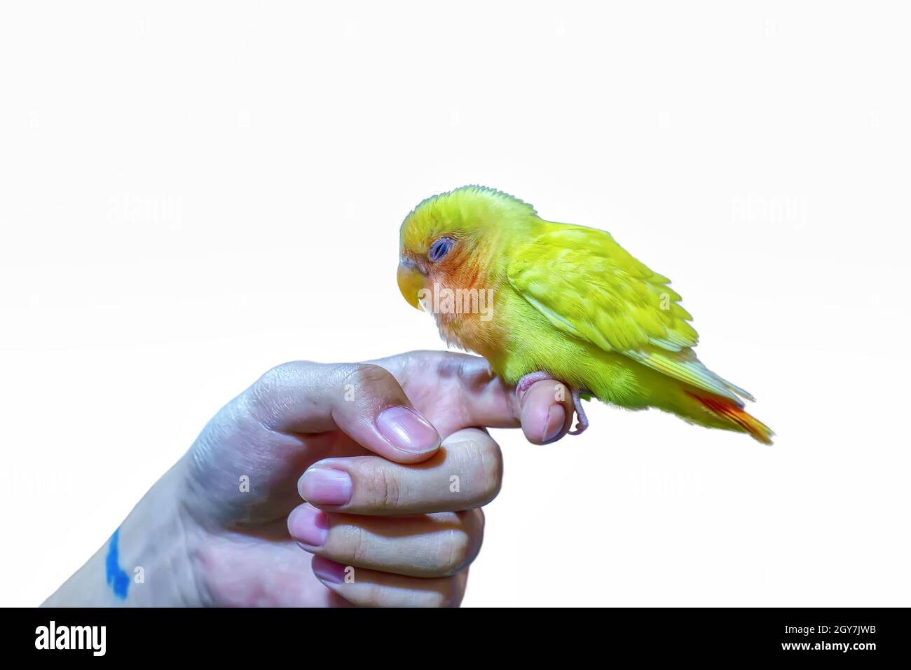 Parrot on hand. Bird is a popular pet in Thailand Stock Photo - Alamy