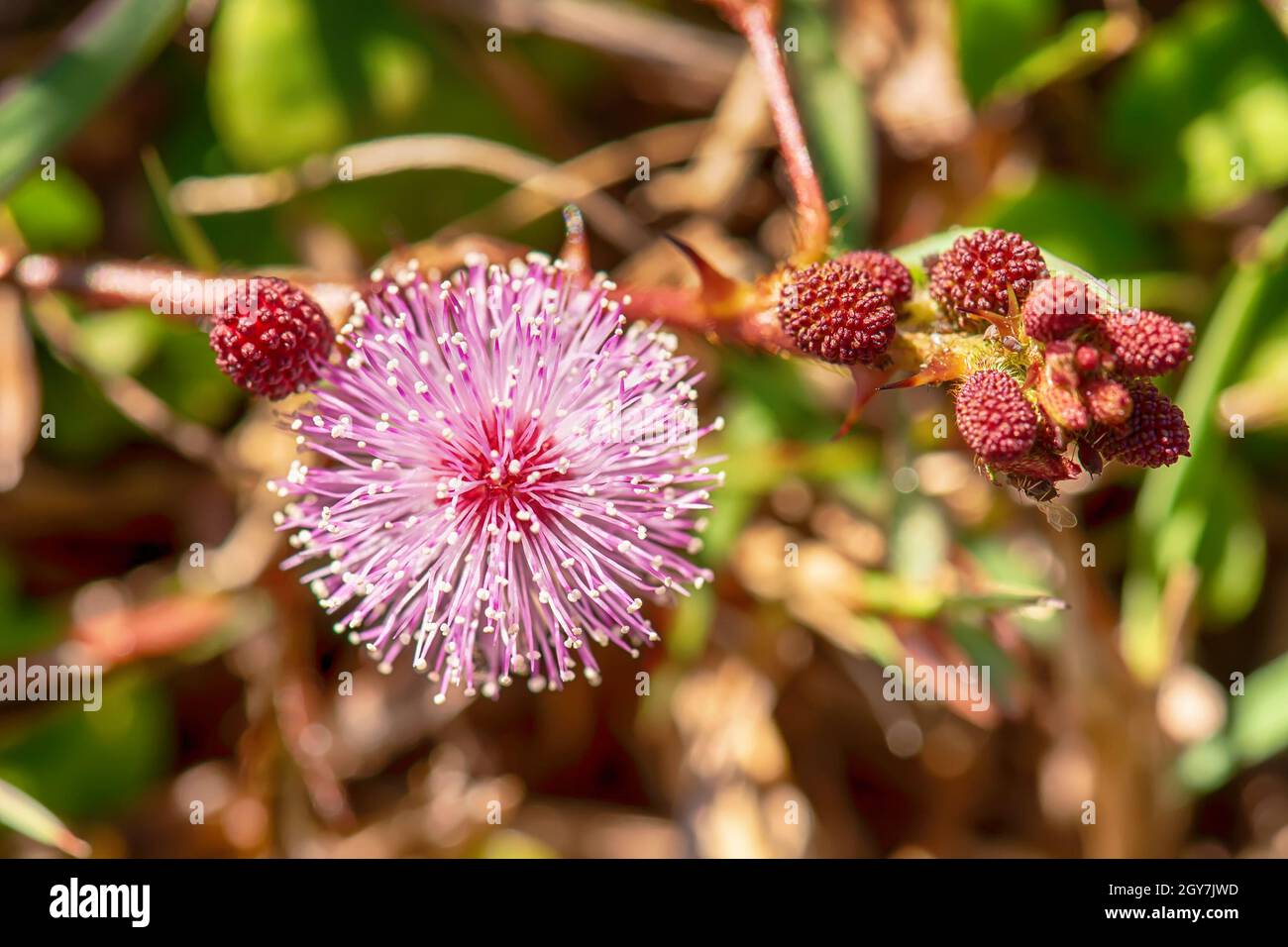 The flowers are beautiful and refreshing on a nature background Stock ...