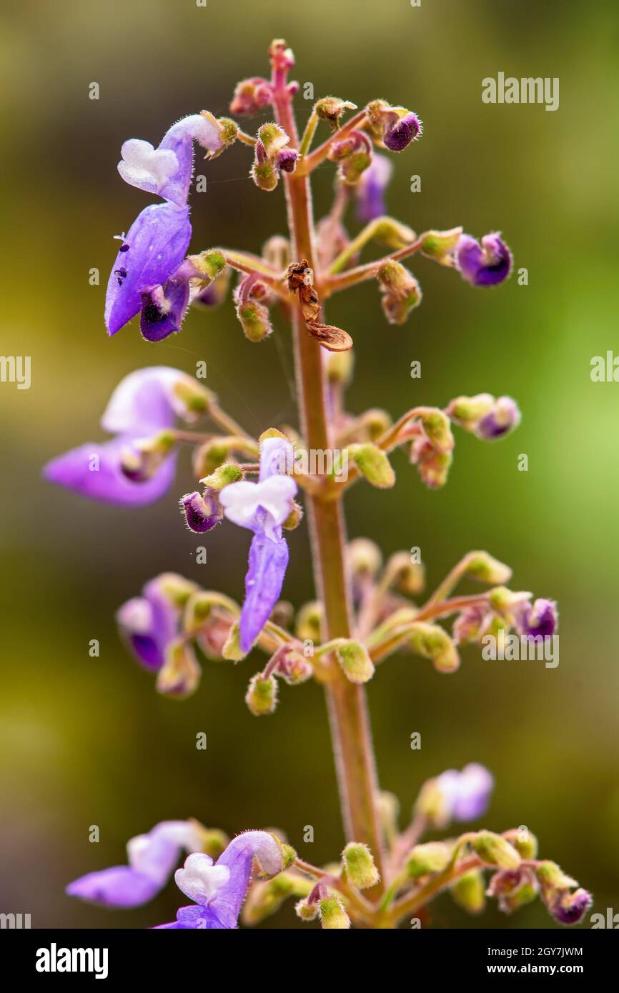 The flowers are beautiful and refreshing on a nature background Stock ...