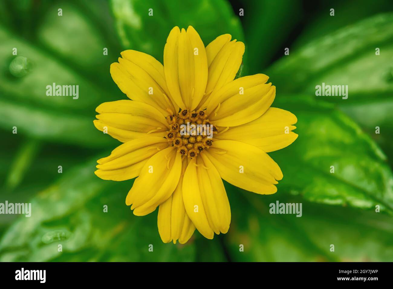 The flowers are beautiful and refreshing on a nature background Stock ...