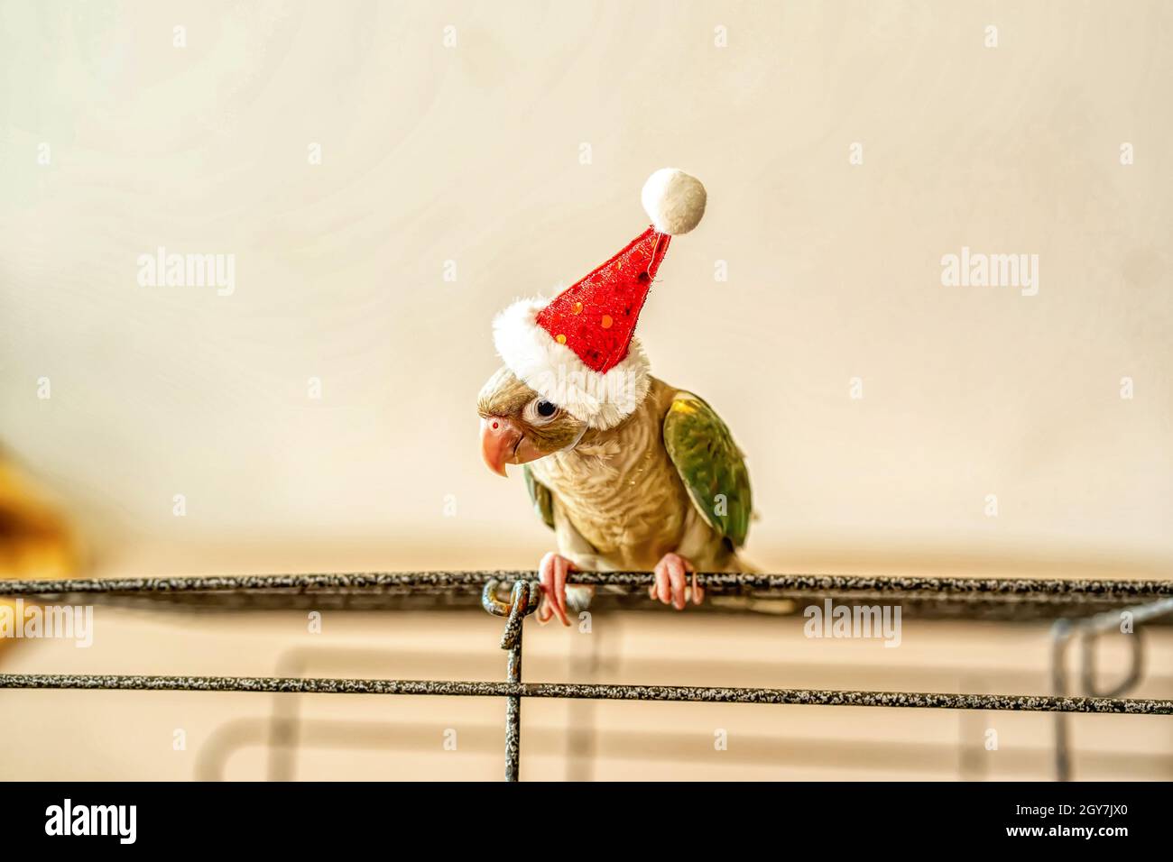 Green-cheeked parakeet or green-cheeked conure wearing Santa Cross hats ...