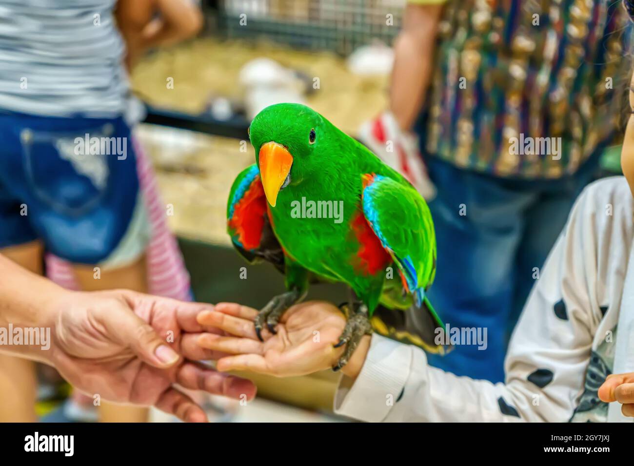 Eclectus Parrot on hand. Bird is a popular pet in Thailand Stock Photo ...