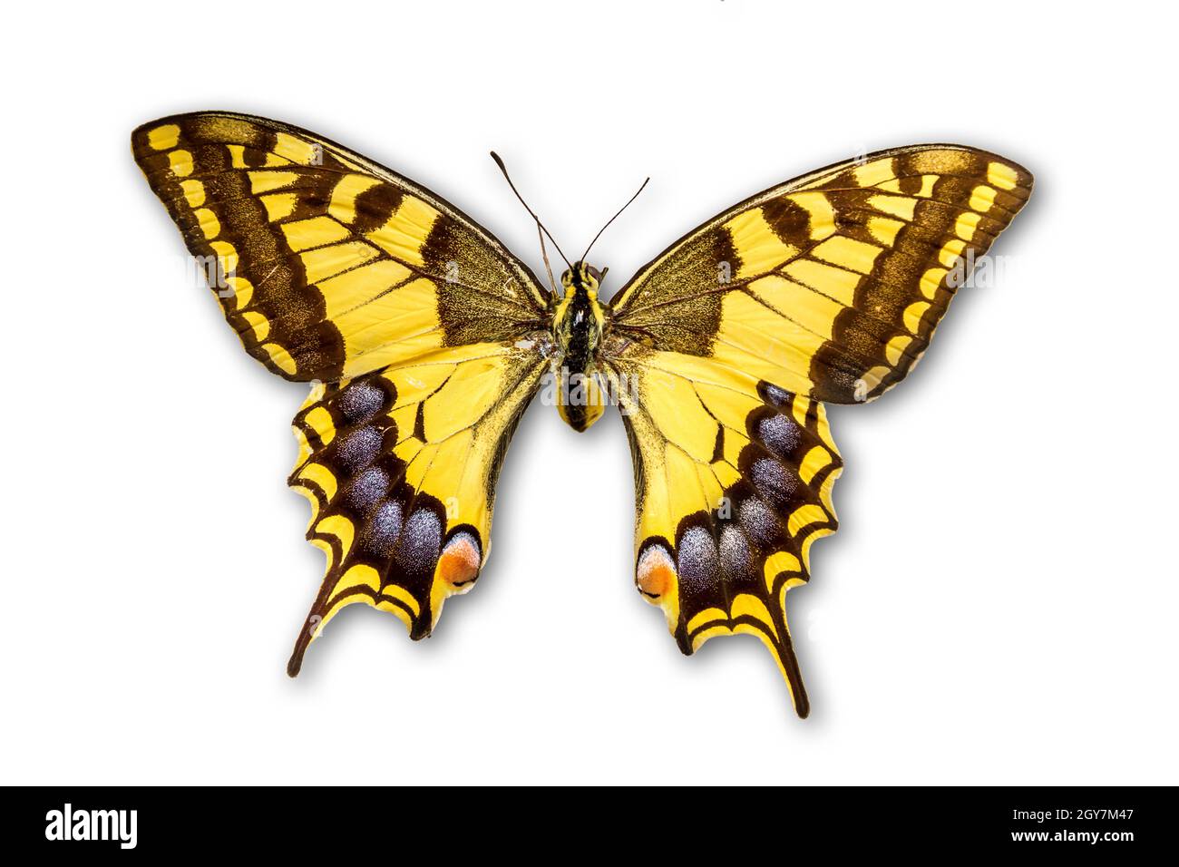 Common yellow swallowtail butterfly isolated on white background Stock ...