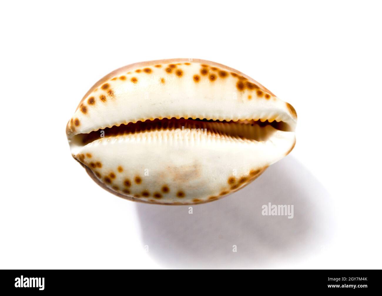 Cypraea tigris, tiger cowrie, isolated on white background Stock Photo ...