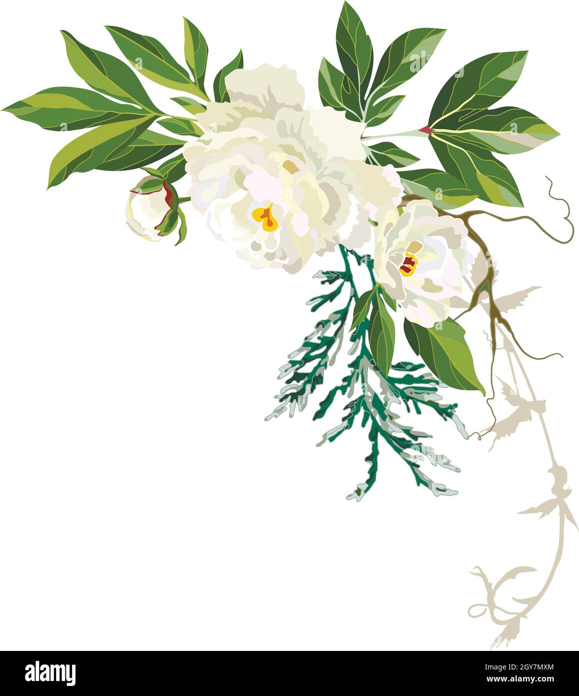 Bouquet of blooming white peonies. Decorative element for creating a ...
