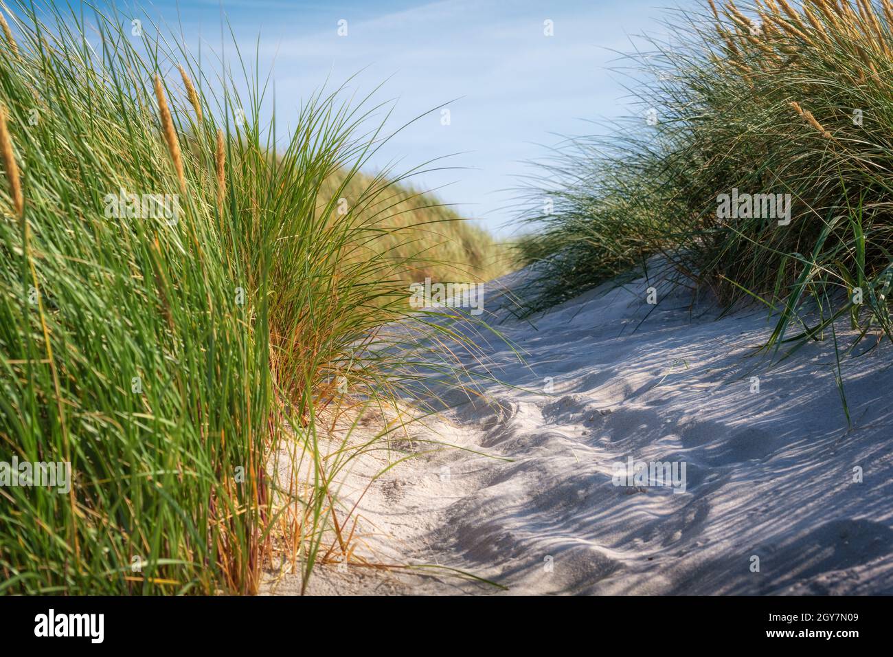 Path in between dune grasses on the beach Stock Photo - Alamy