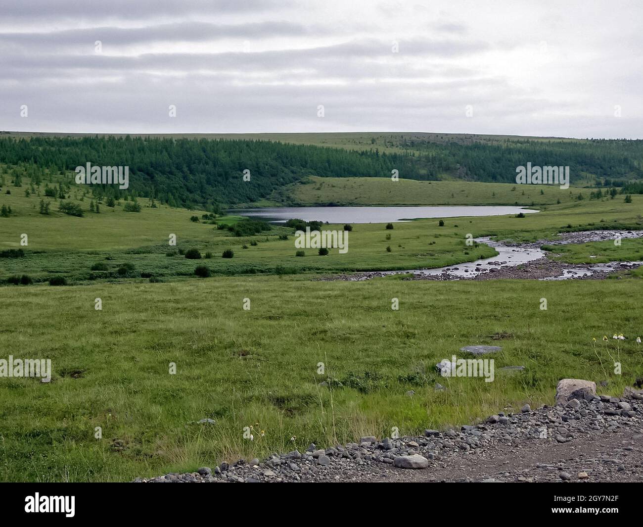 River landscape. Northern reindeer in summer forest. The sky, green ...