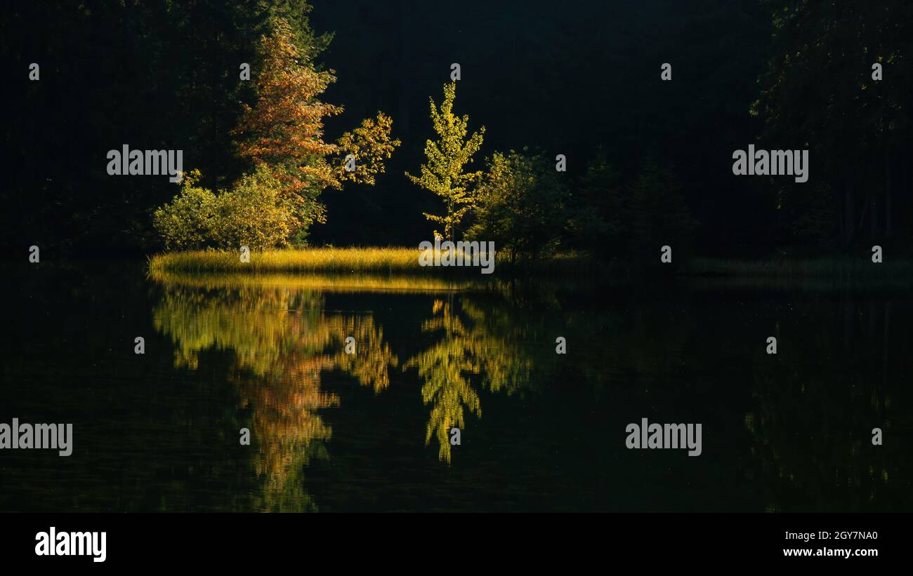 Symmetric nature scenery with backlit trees growing on a riverside ...