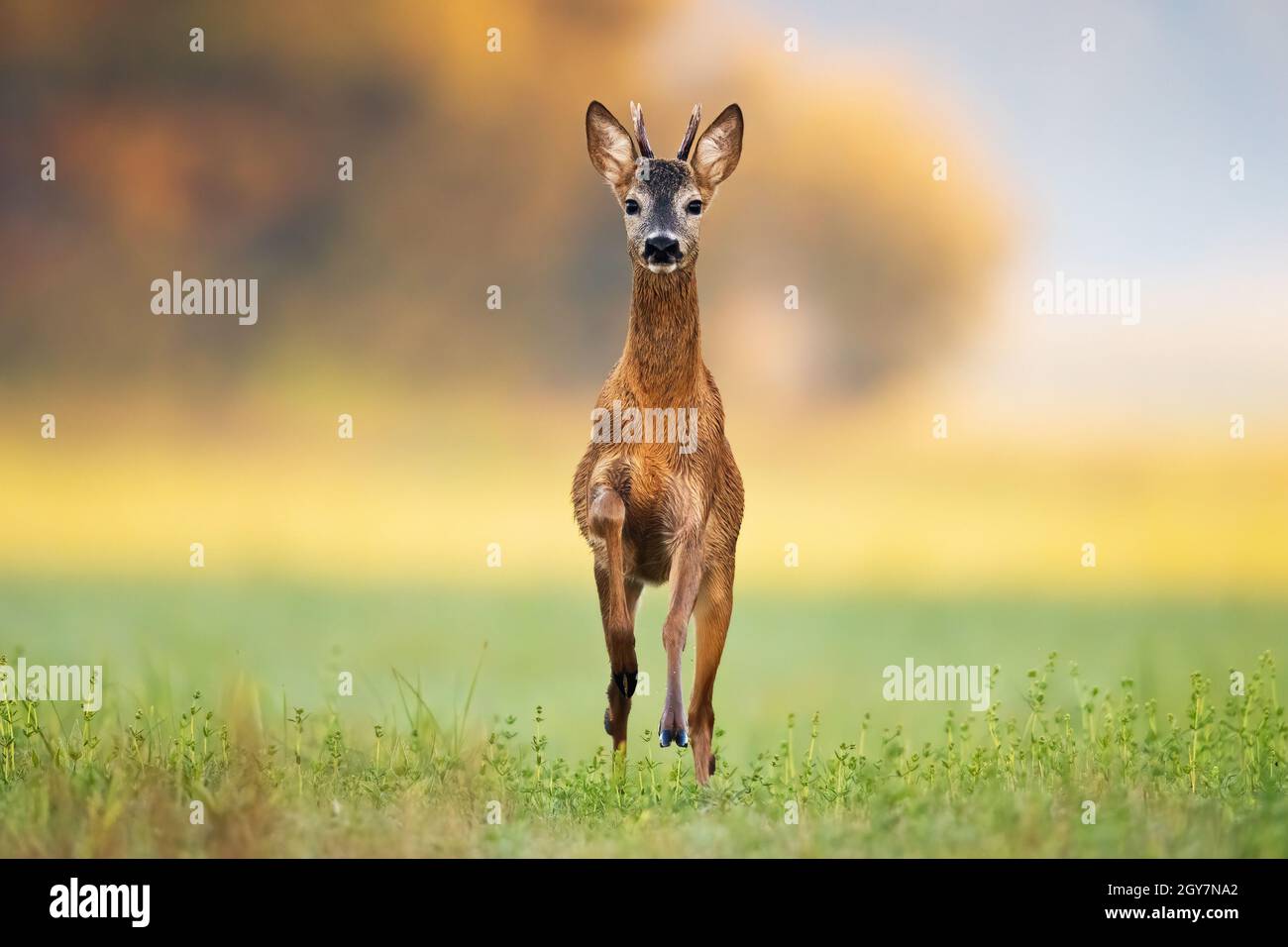 Fast roe deer, capreolus capreolus, buck coming closer in green summer ...