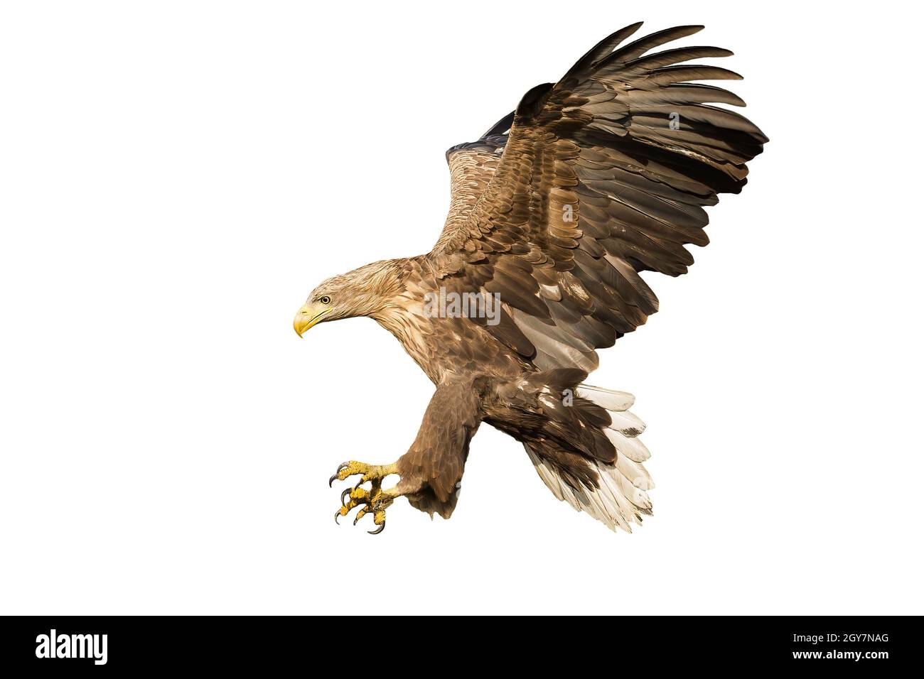 Majestic white-tailed eagle, haliaeetus albicilla, landing with open ...