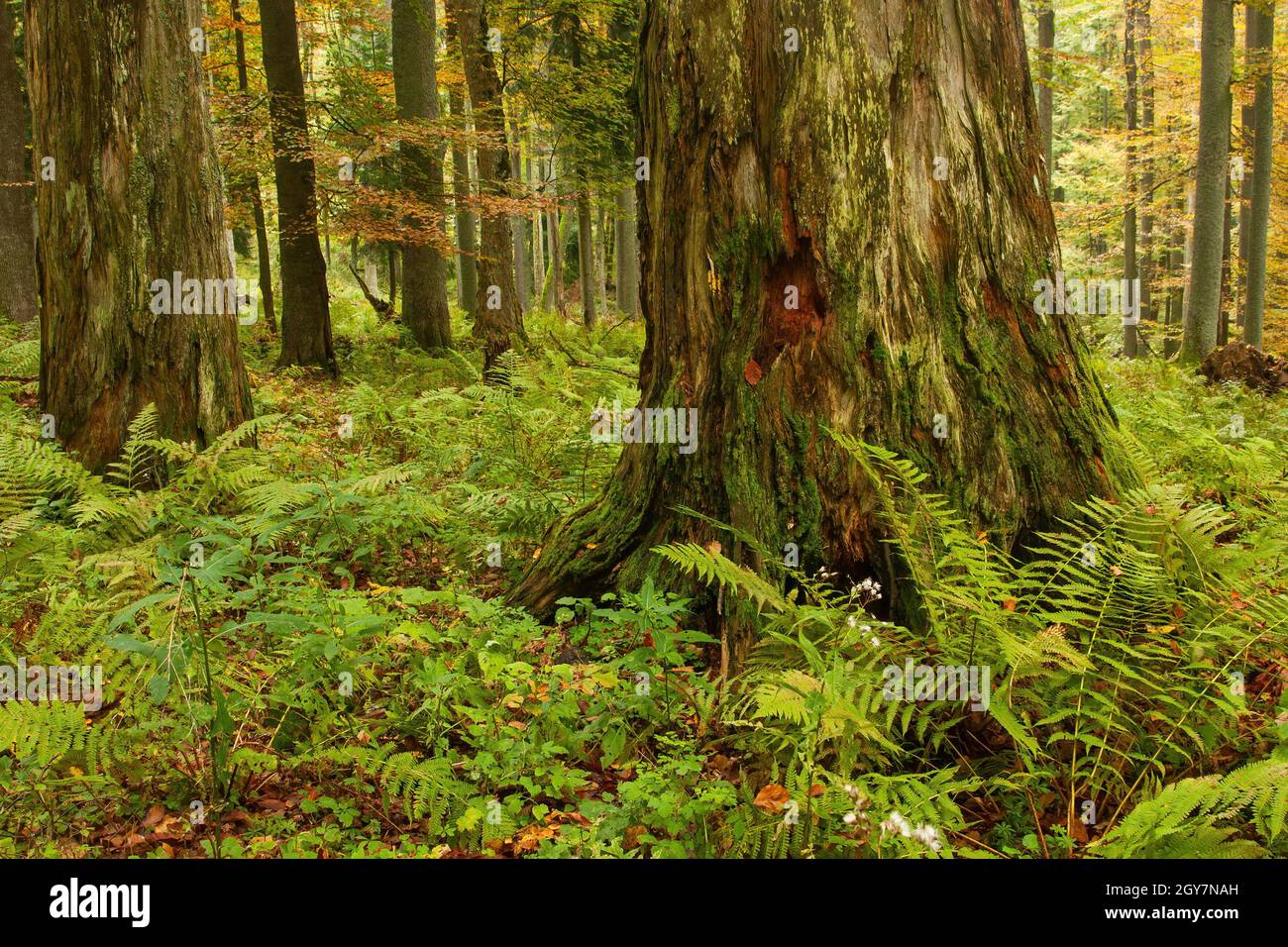 Massive stump hi-res stock photography and images - Alamy