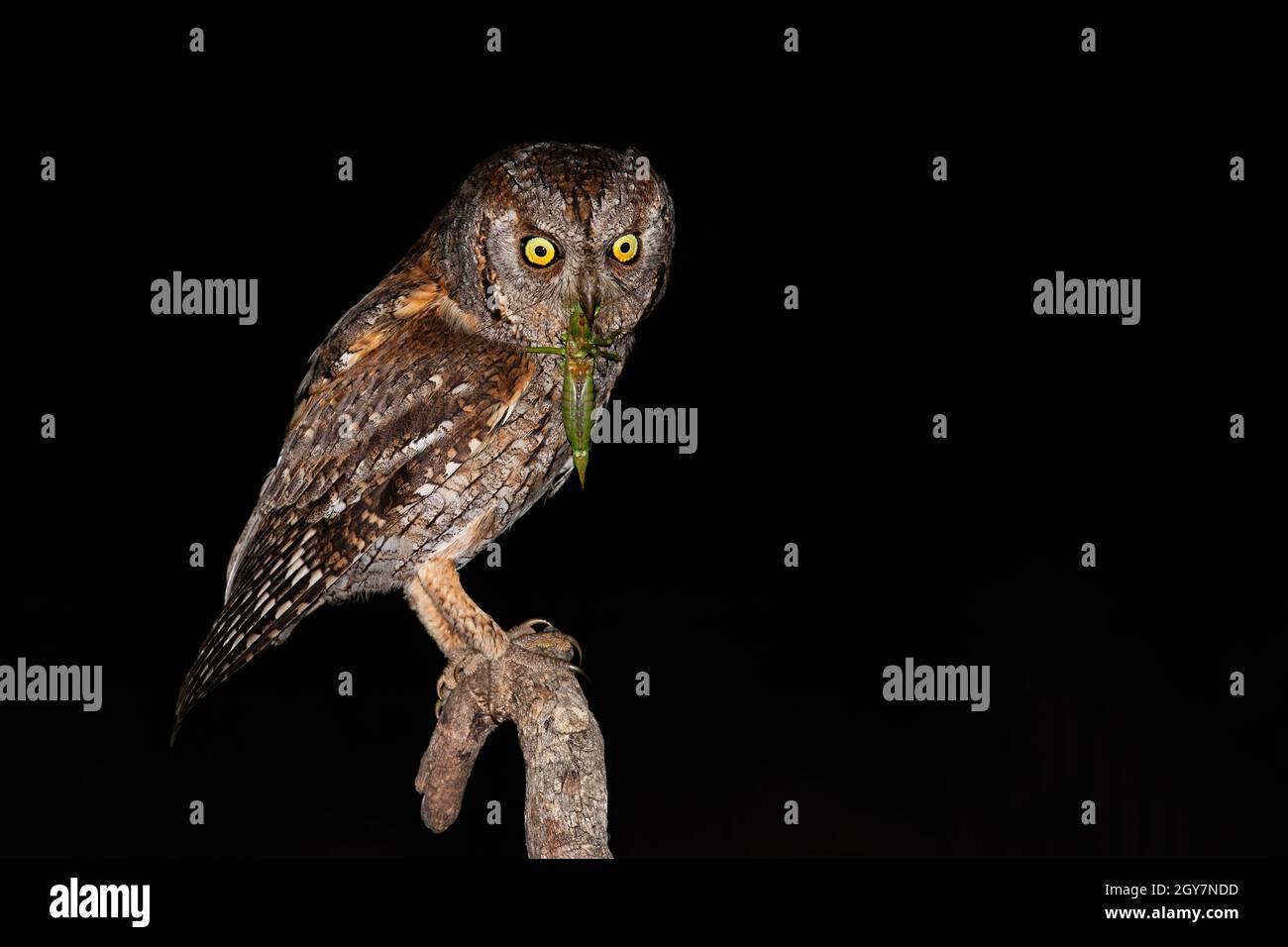 Eurasian scops owl, otus scops, holding green bush-cricket in beak ...