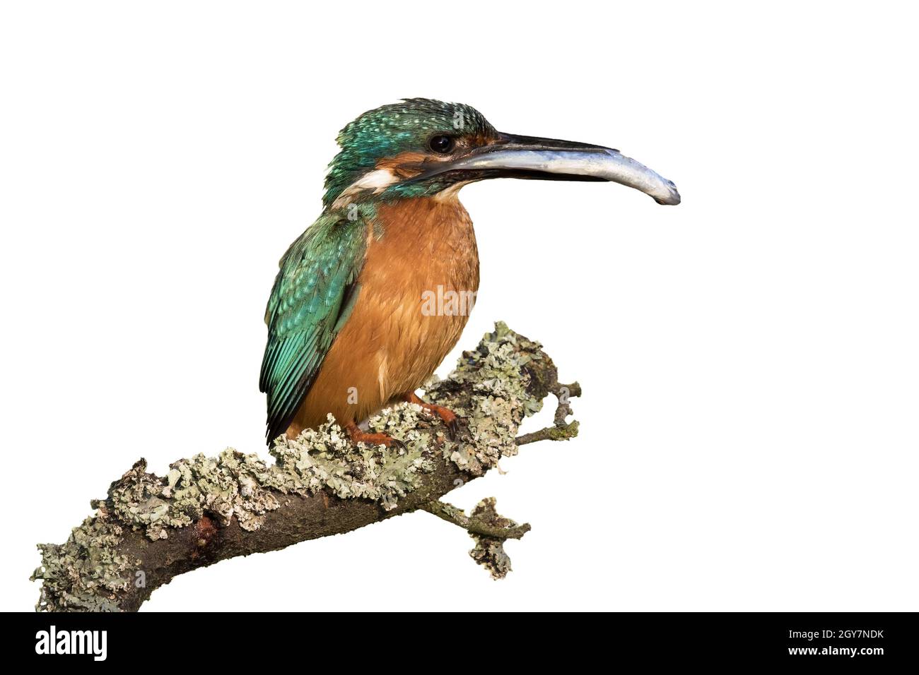 Common kingfisher, alcedo atthis, sitting on branch and holding fish in ...