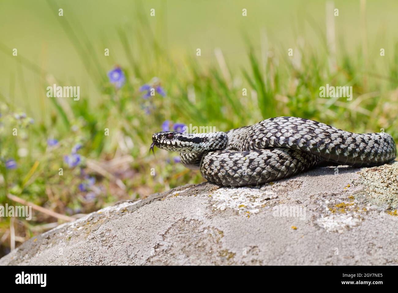European adder, vipera berus, hissing with a tongue sticking out on a ...