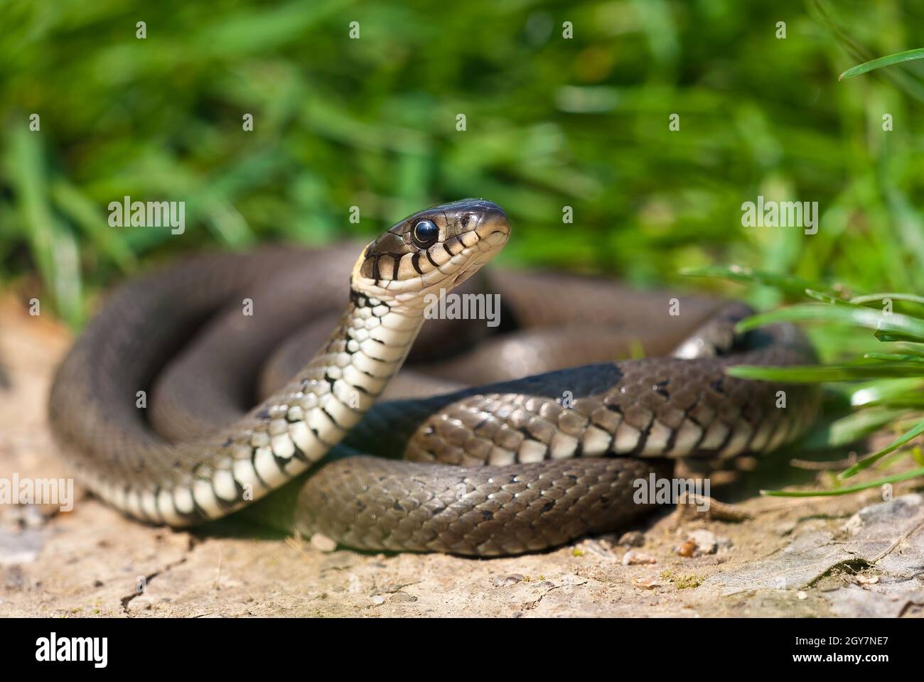 Grass snake, natrix natrix, basking on a sun and lifting its head ...