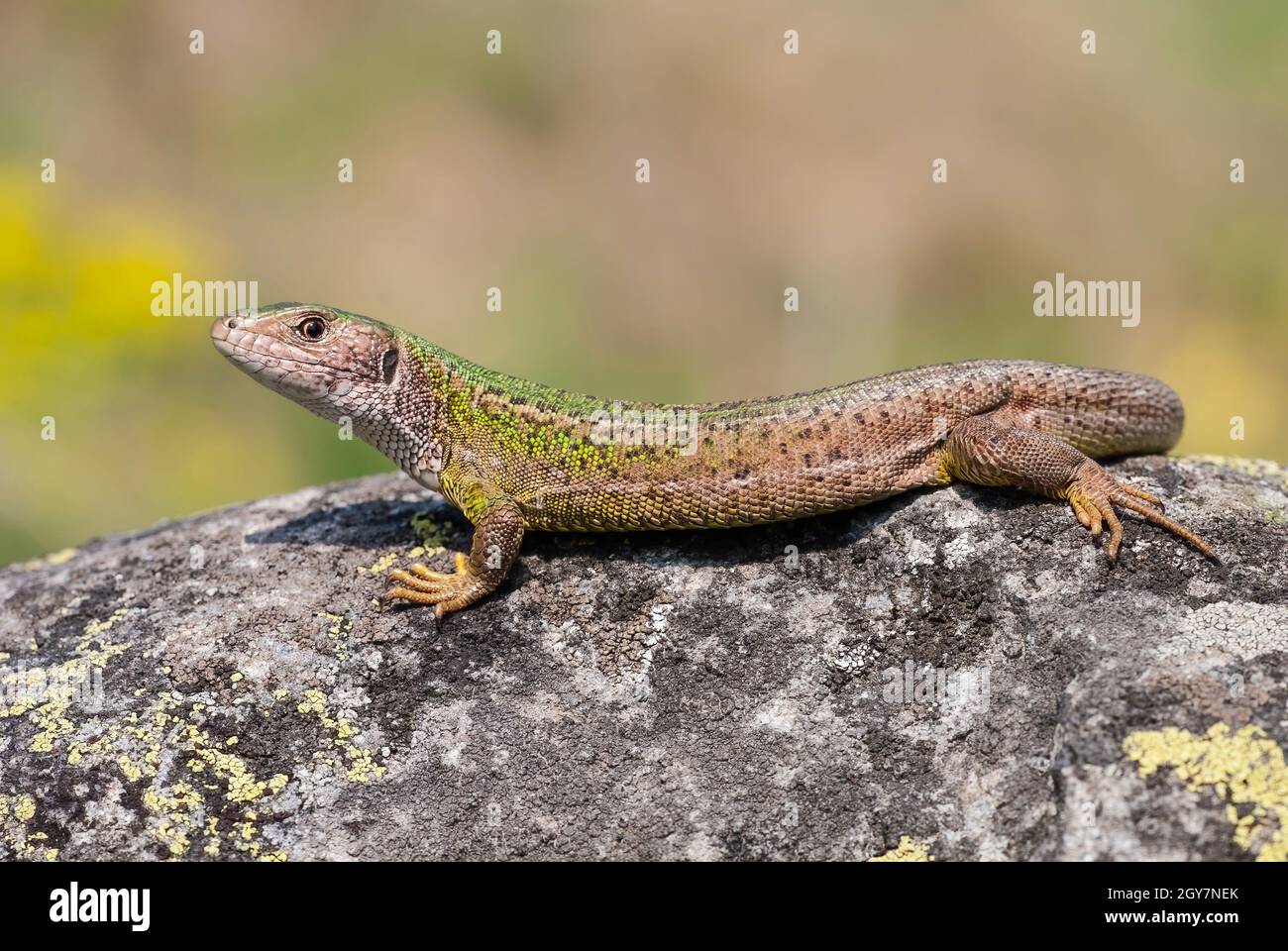 Female european green lizard, lacerta viridis, lying on a rock ...
