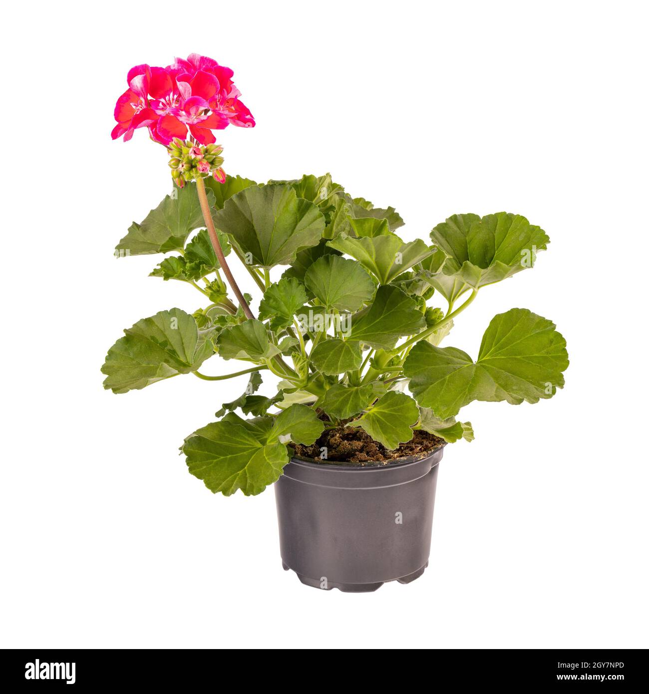 Beautiful magenta pelargonium in flower pot isolated on white ...