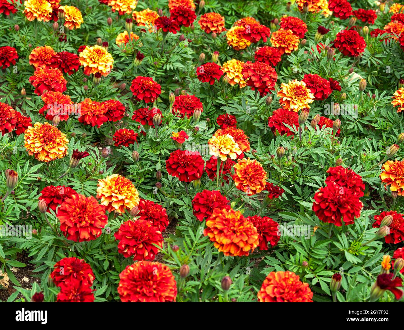 African marigolds hi-res stock photography and images - Alamy