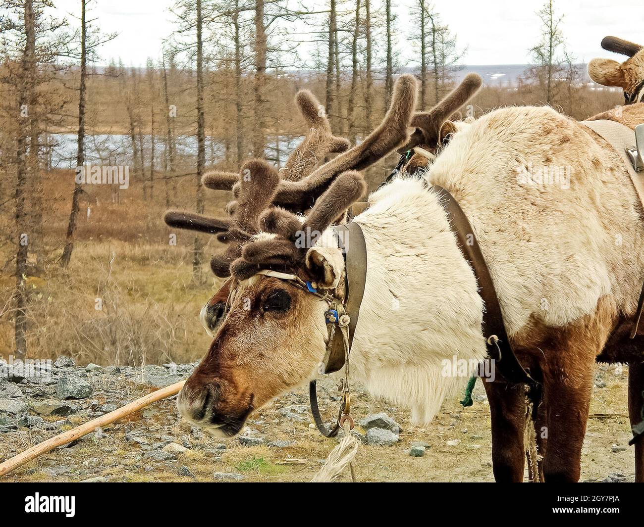 Reindeer in the tundra. Pastures for deer. Reindeer breeding Stock ...