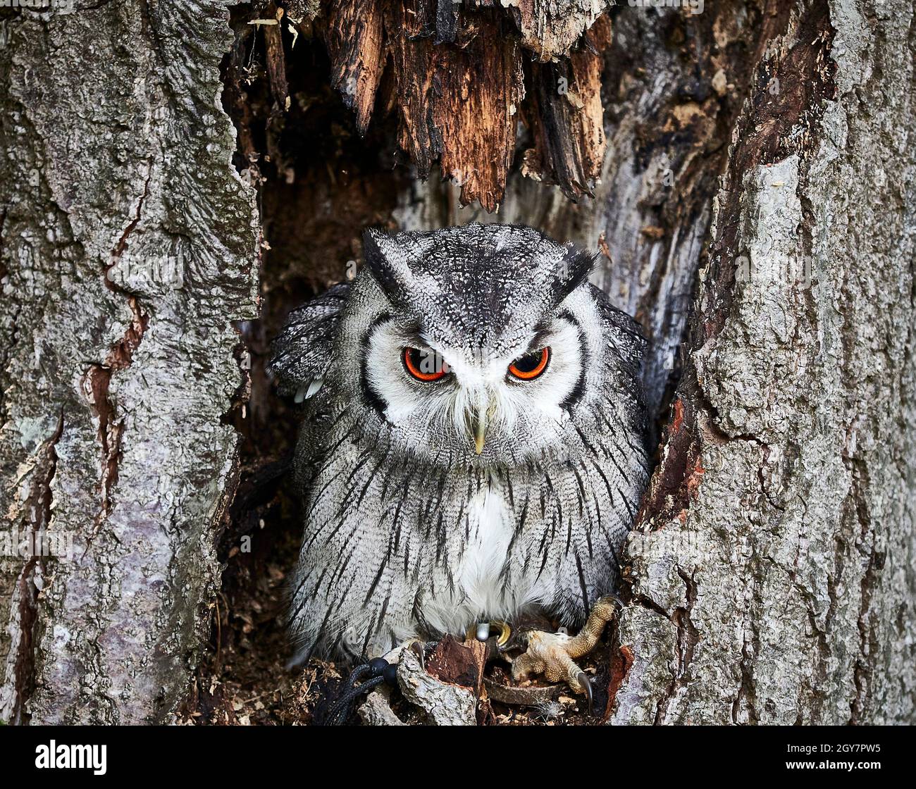 Transforming owl hi-res stock photography and images - Alamy