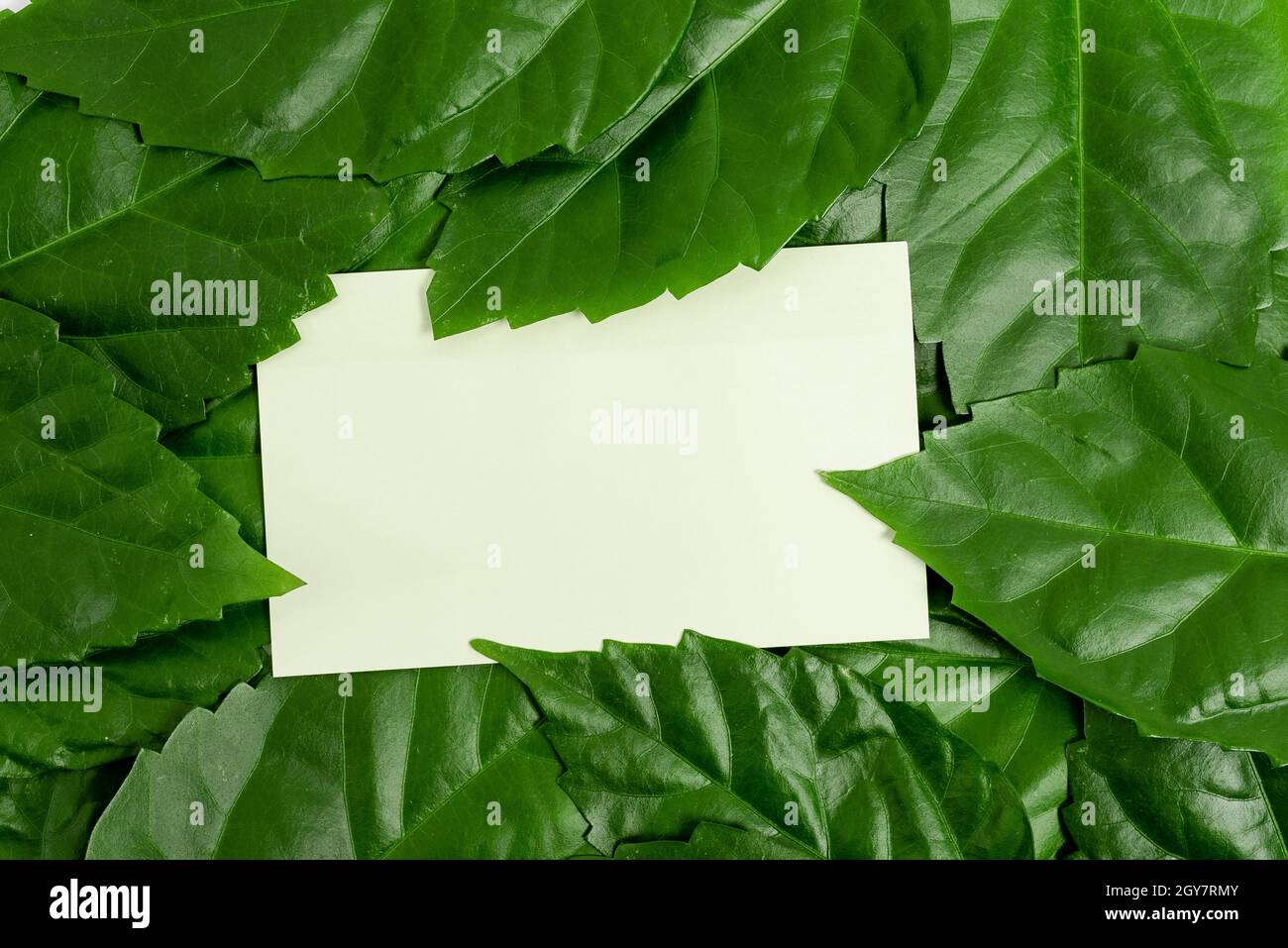 Nature Conservation Ideas, New Environmental Preservation Plans Stock ...