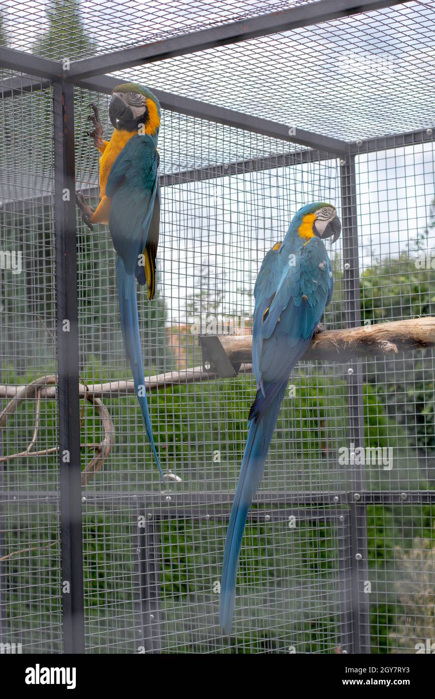 Pair of the Blue-and-yellow macaw (Ara ararauna), also known as the blue-and-gold macaw in the ...
