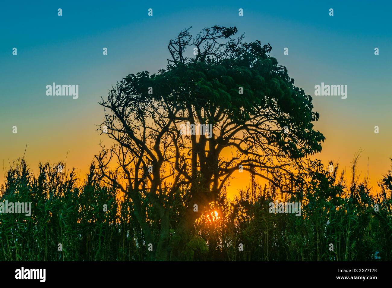 High contrast sunset nature silhouette scene, montevideo, uruguay Stock ...