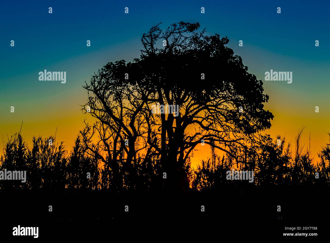 High contrast sunset nature silhouette scene, montevideo, uruguay Stock ...