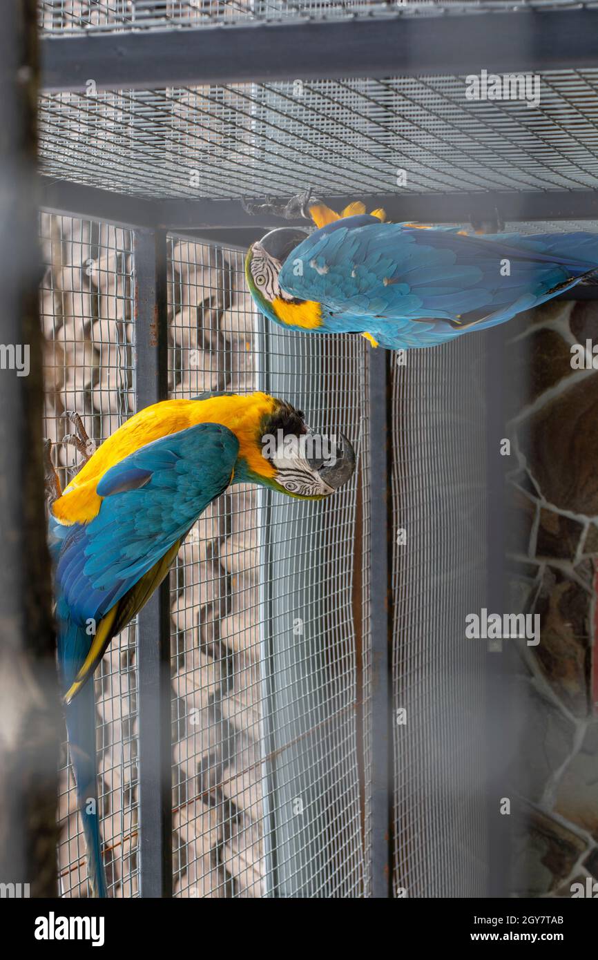 Blue bird cage hi-res stock photography and images - Alamy