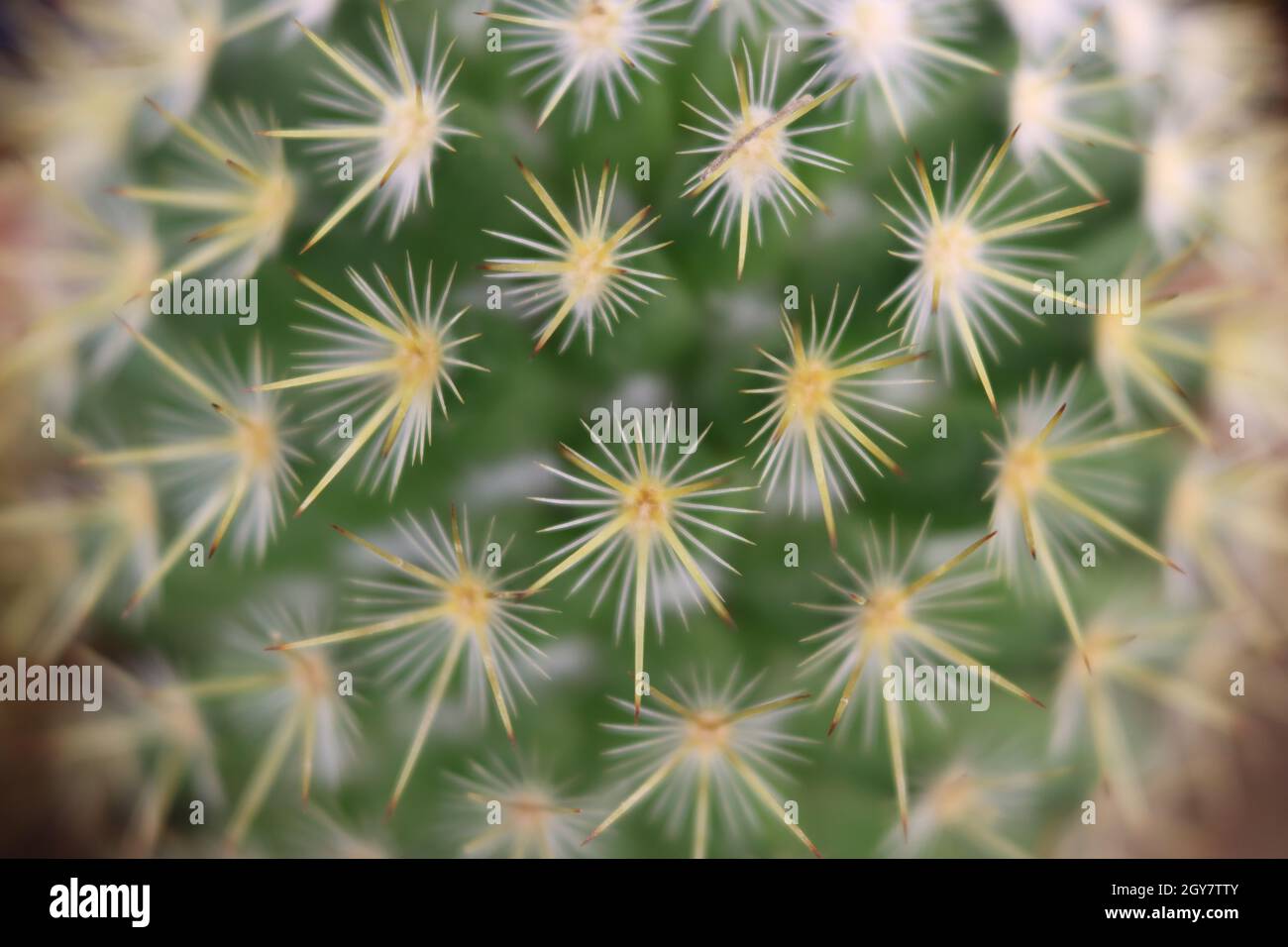 beautiful cactus with skewered spines to fend off predators self ...