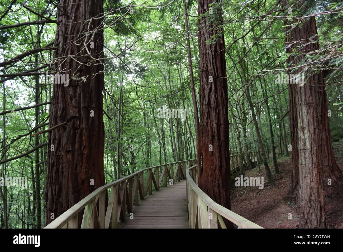 beautiful redwood forest giant trees huge fat tall wood Stock Photo - Alamy