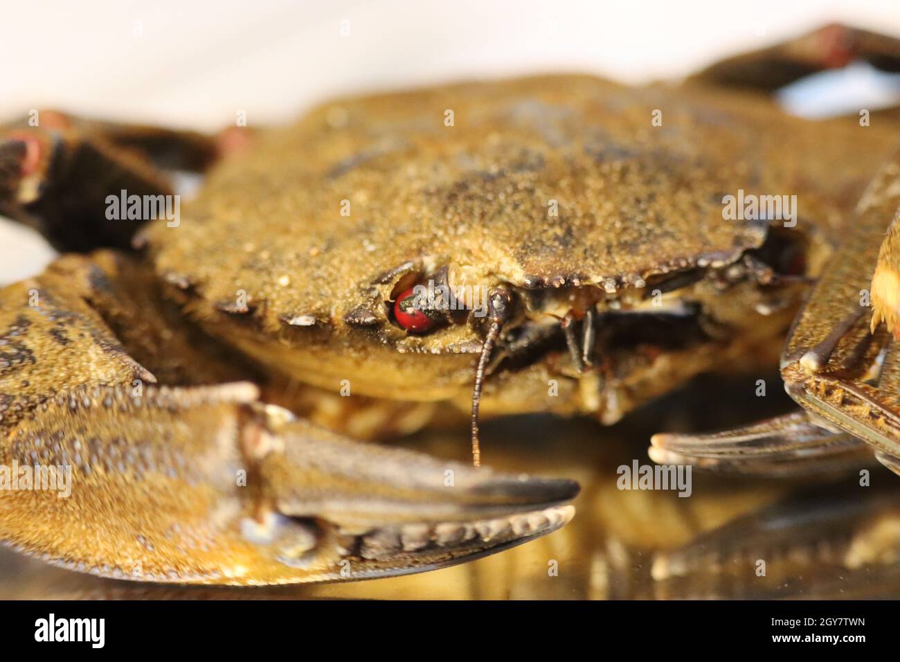 delicious seafood pubescent crab tongs crustacean tweezers Stock Photo ...