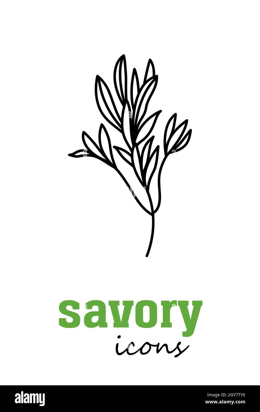 Savory vector icon. Vegetable green leaves. Greenery. Culinary herb ...