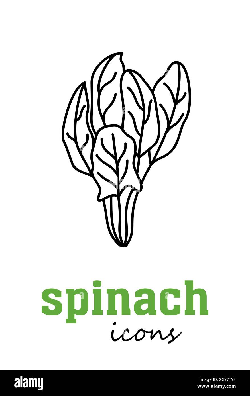 Spinach Vector