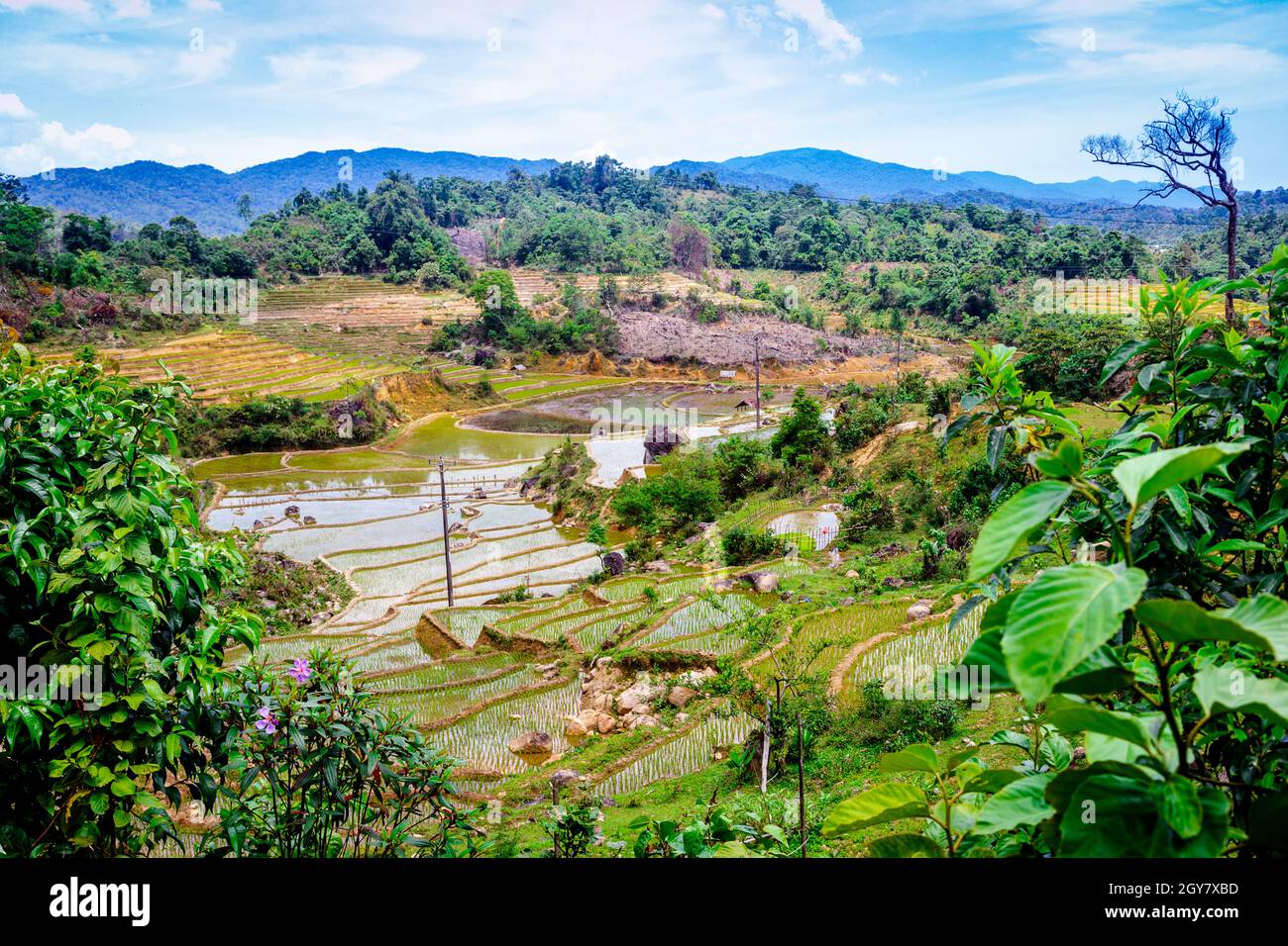 Vietnam planting rice not plant hi-res stock photography and images - Alamy
