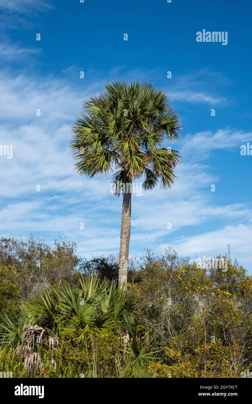 Sabal plam hi-res stock photography and images - Alamy
