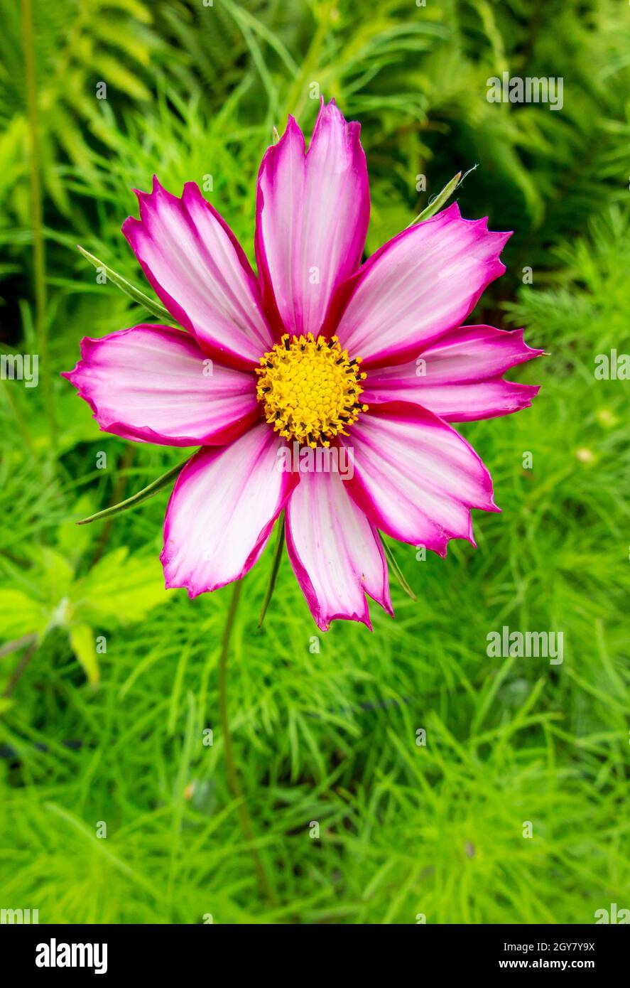 Cosmos petals hi-res stock photography and images - Alamy