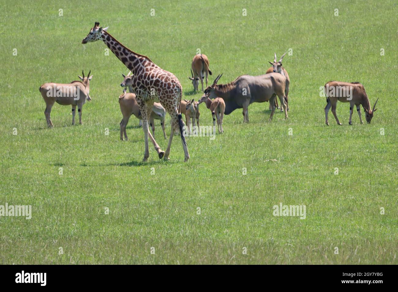 beautiful safari zoo wild animals nature conservation natural balance ...