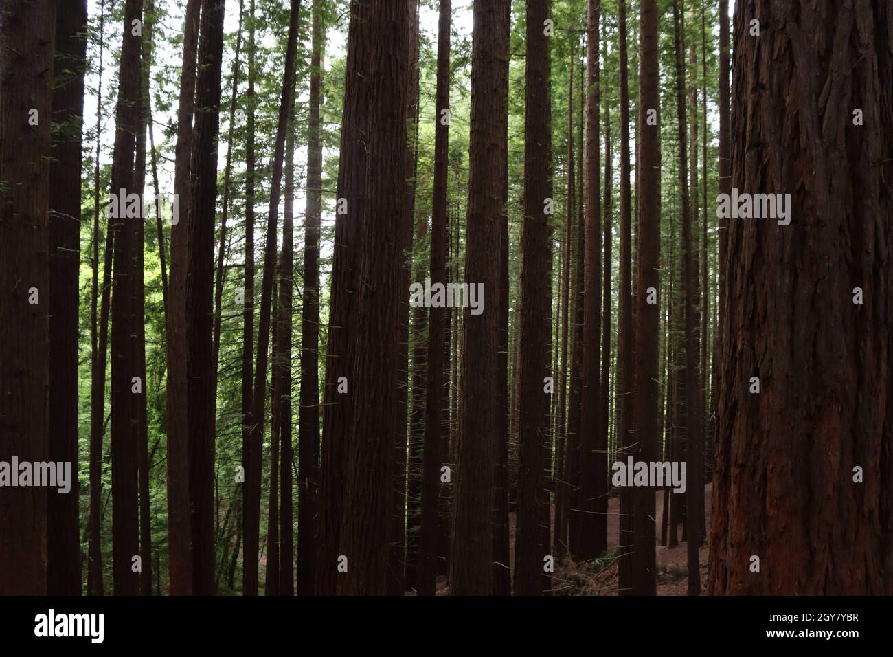 beautiful redwood forest giant trees huge fat tall wood Stock Photo - Alamy