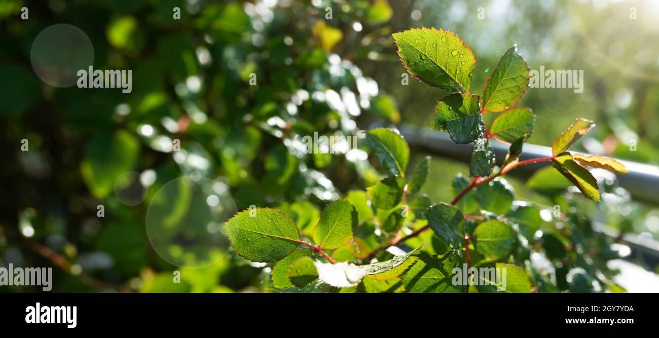 Dewy fresh rose leaves on a terrace in sunlight with bright bokeh Stock ...