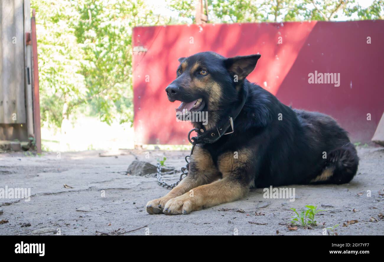 A kind purebred dog on a chain in the yard in the village. A domestic ...
