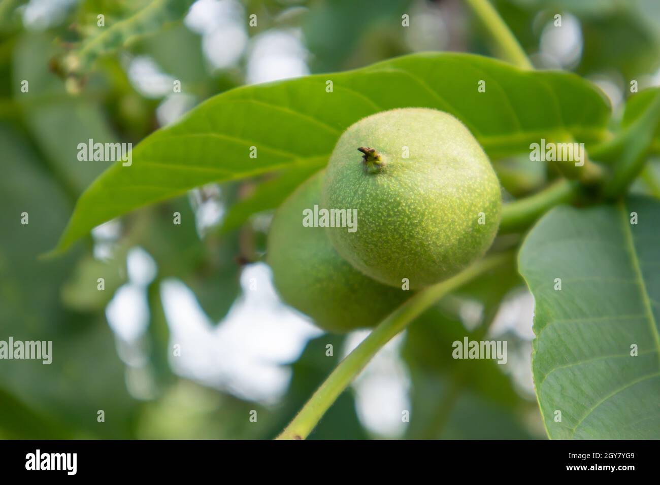 Green young walnuts on the tree. The walnut tree grows waiting to be ...