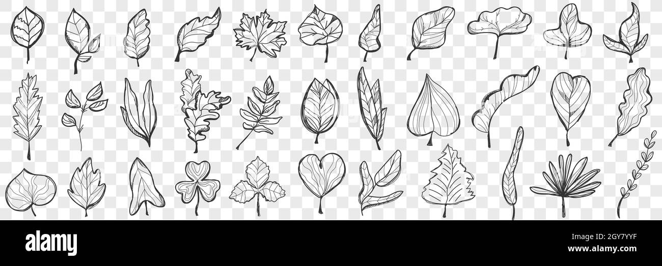 Leaves doodle set. Collection of hand drawn beautiful fallen leaves of ...